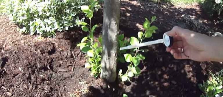 How To Stop Tree Roots From Sprouting In Lawn?