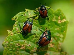 What Are The Flying Bugs In My Lawn And Get Rid Of Them?