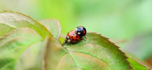 What Are The Flying Bugs In My Lawn And Get Rid Of Them?