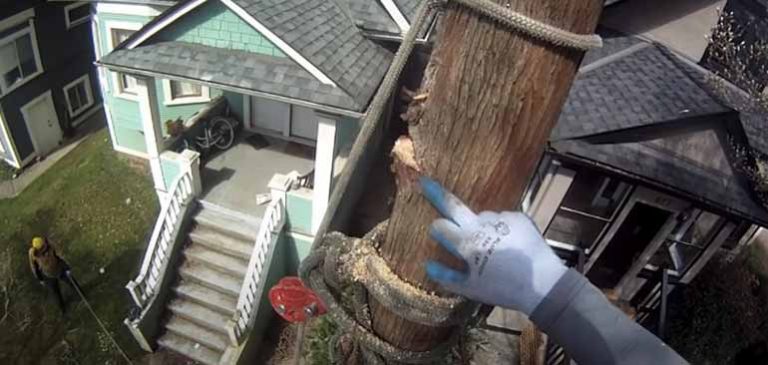 How to Cut Tree Limbs That Are Too High To Reach?