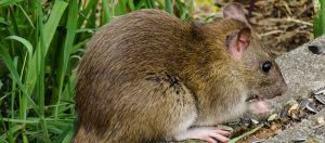 Does Bleach Keep Rats Away And What Prevents Them FOREVER?