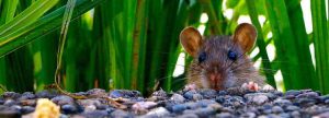 Does Bleach Keep Rats Away And What Prevents Them FOREVER?
