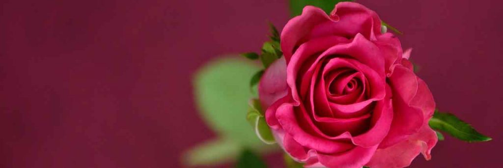 28 Italian Flowers With Natural Beauty and Amazing Scents