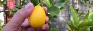 21 Different Types of Limes: A Comprehensive Guide For Enthusiasts