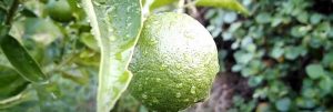 21 Different Types of Limes: A Comprehensive Guide For Enthusiasts