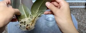 How to Propagate Rubber Plant Like The Professionals?