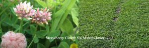 Strawberry Clover Vs. Microclover: How Are They Different?