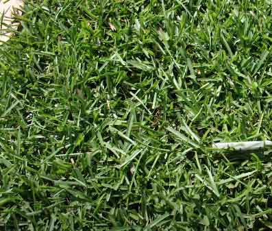 Different Types Of Grass For Lawns (A Comprehensive Collection)