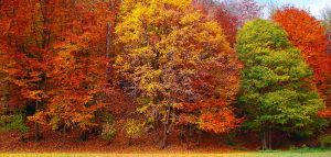 Fall Fiesta Sugar Maple Vs. Autumn Blaze: Which One Is Perfect For You?