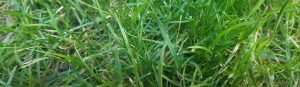 Perennial Ryegrass Vs. Tall Fescue: Which Stands Out The Best?